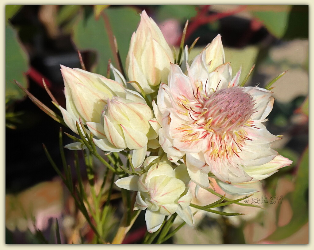 Blushing Bride protea (TS2) - Other Cool Photos - Topaz Discussion Forum